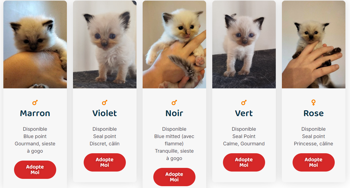 Le prix d'un ragdoll expliqué en détail, prix moyen chaton